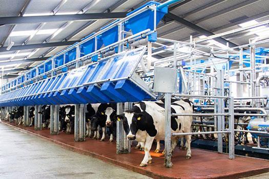 Daviesway Stalling, Swing-Over – Herringbone Dairy, Larsen Stalls, Exit ...